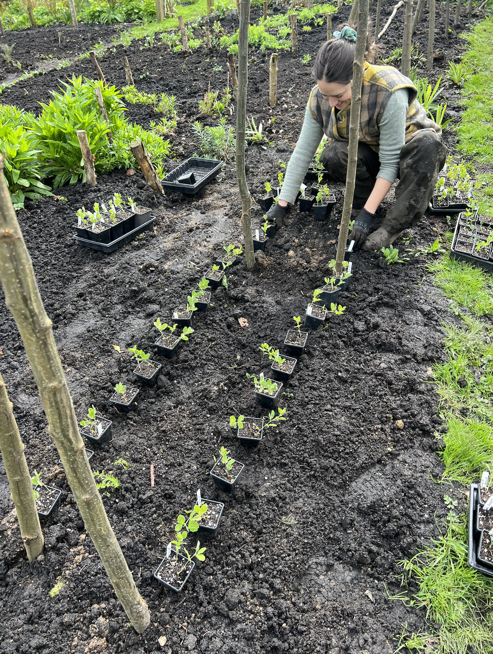 Sweet Peas: A Growing Guide - From Seedlings to Blooms — ALMA | PROUST