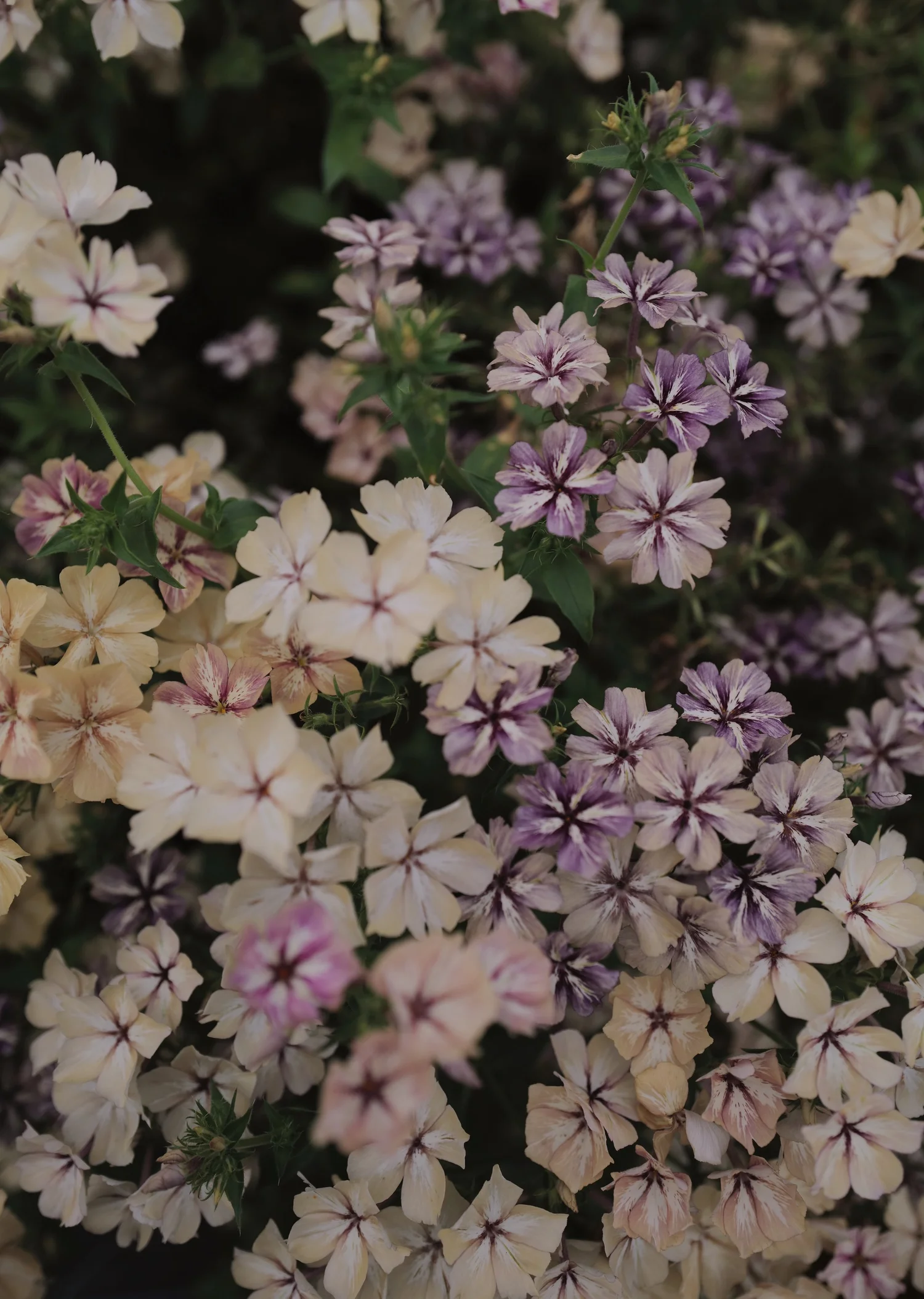 Phlox ‘Cherry Caramel’ — ALMA | PROUST