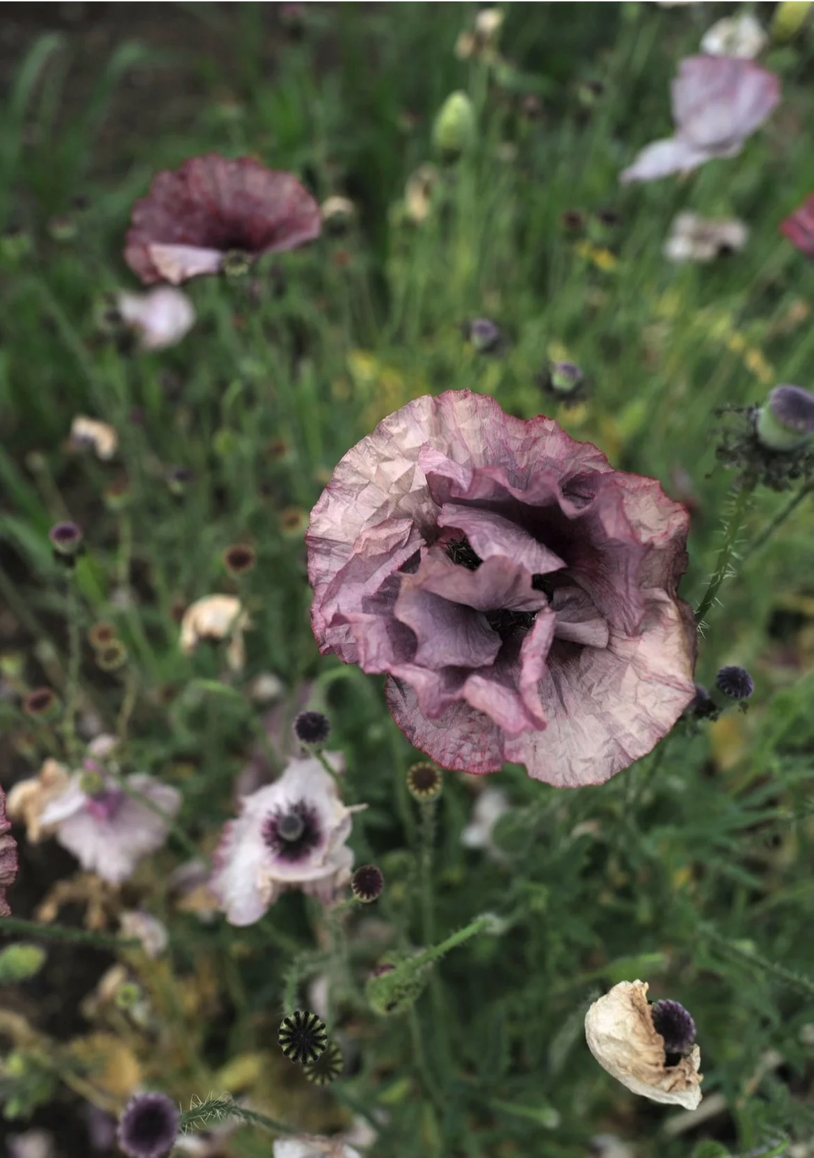 Phlox ‘Cherry Caramel’ — ALMA | PROUST