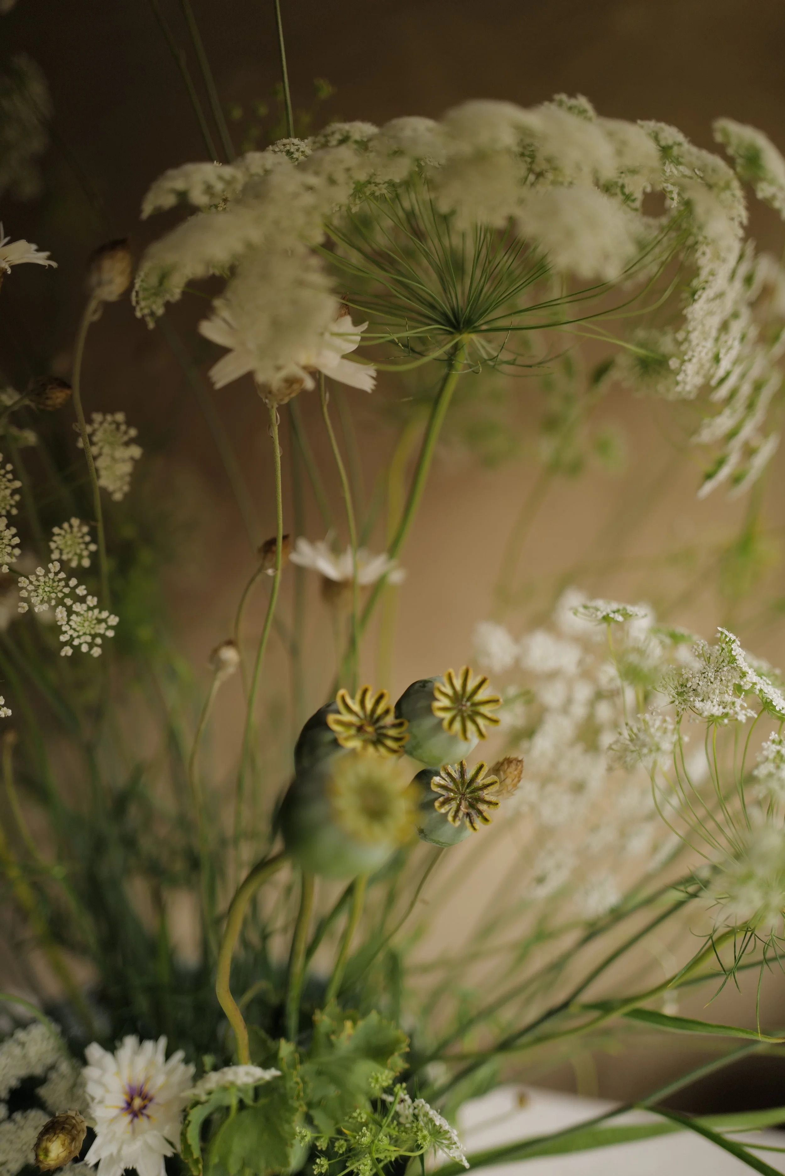 Poppy 'Amazing Grey' — ALMA | PROUST