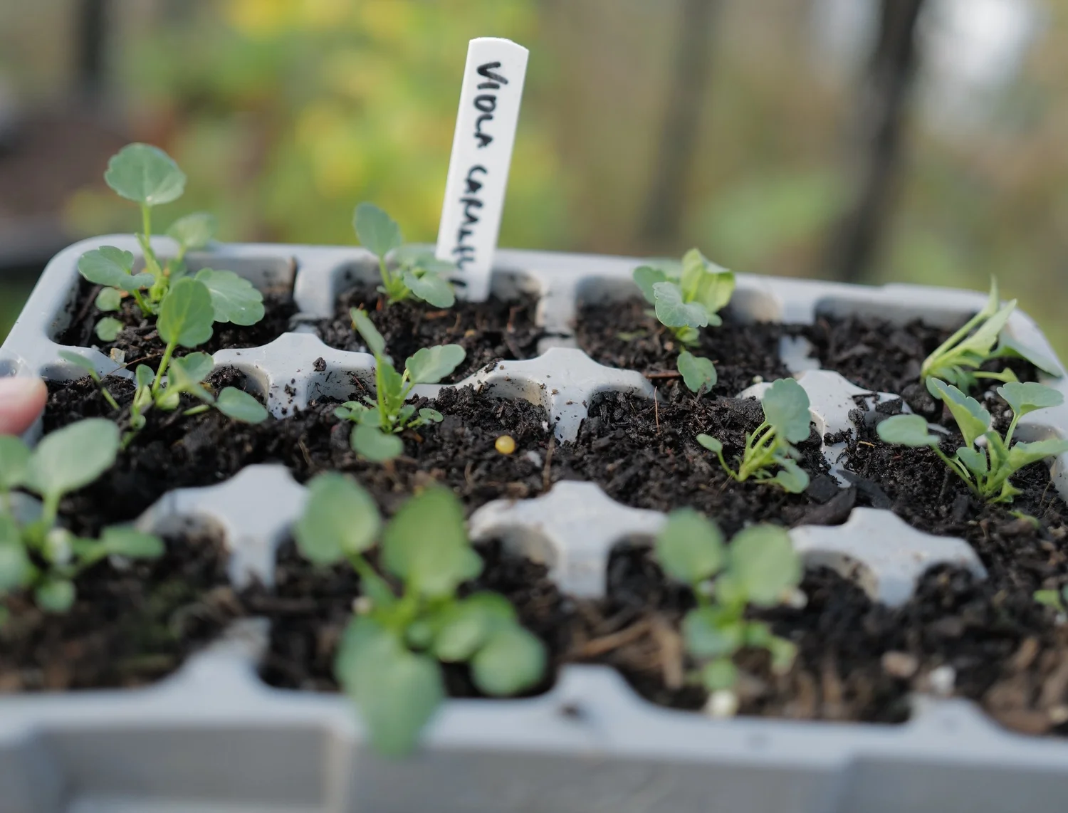 How to Germinate Viola Seeds: A Beginner-Friendly Guide — ALMA | PROUST