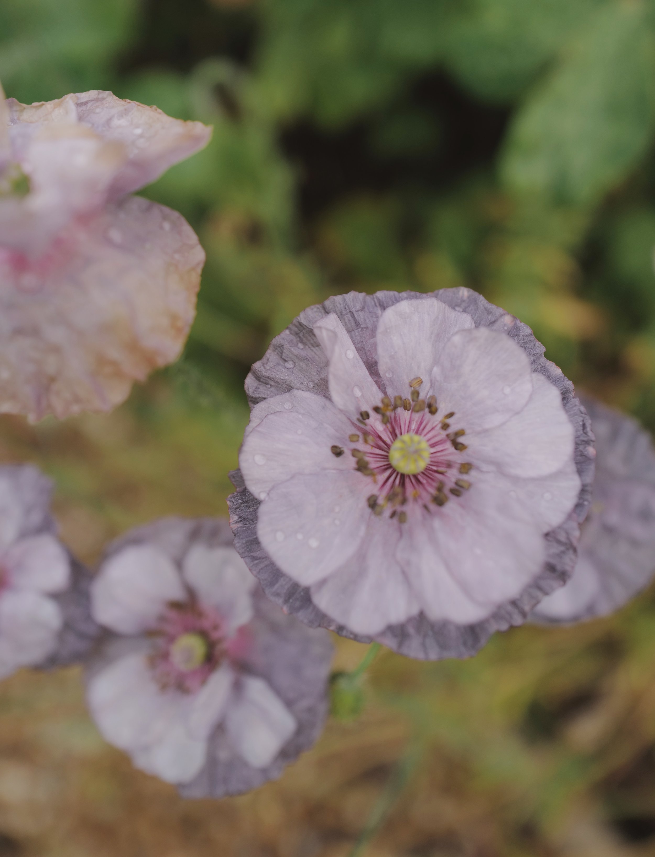 Phlox ‘Cherry Caramel’ — ALMA | PROUST