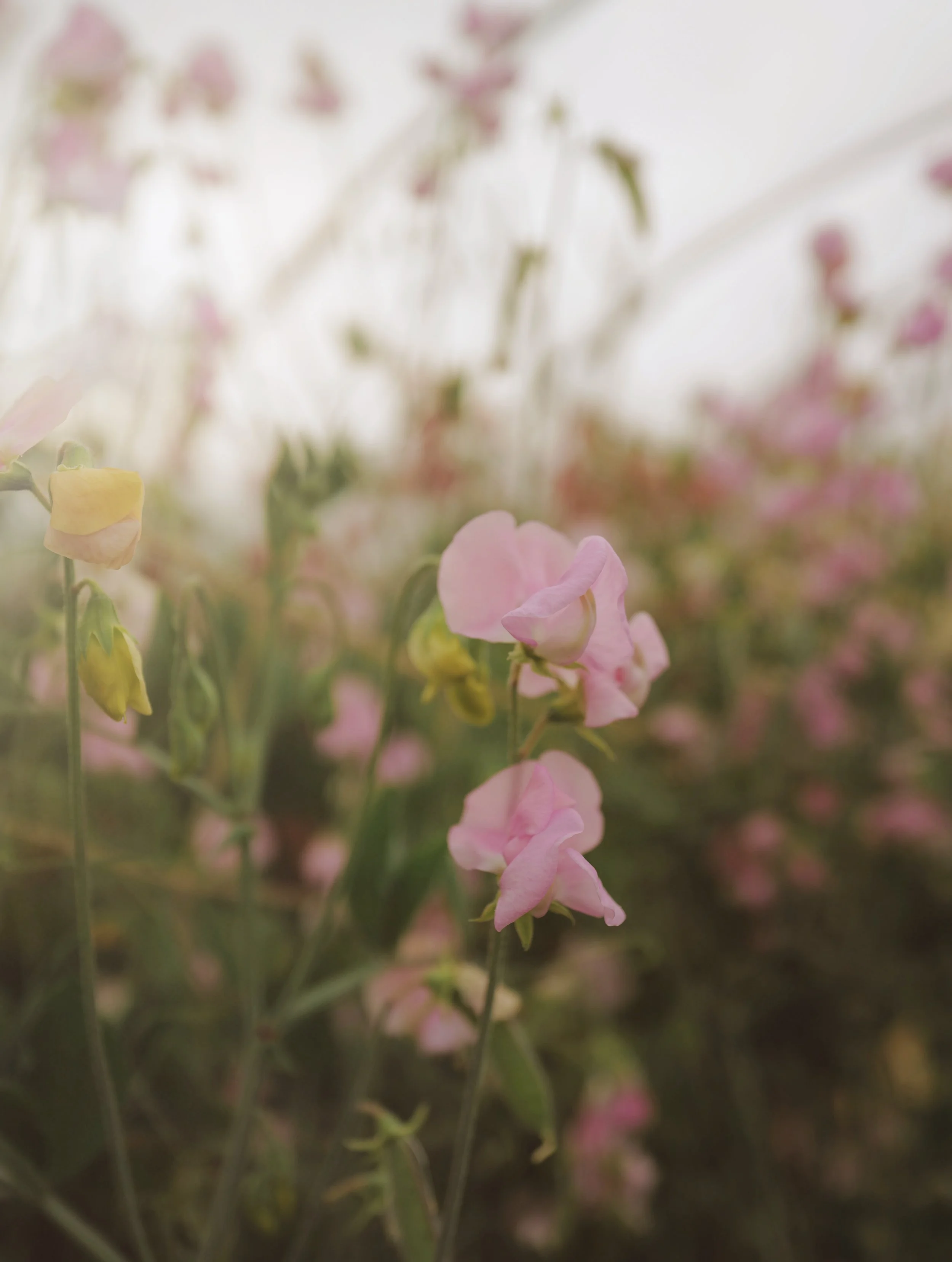 Sweet Pea 'Kings Ransom' — ALMA | PROUST