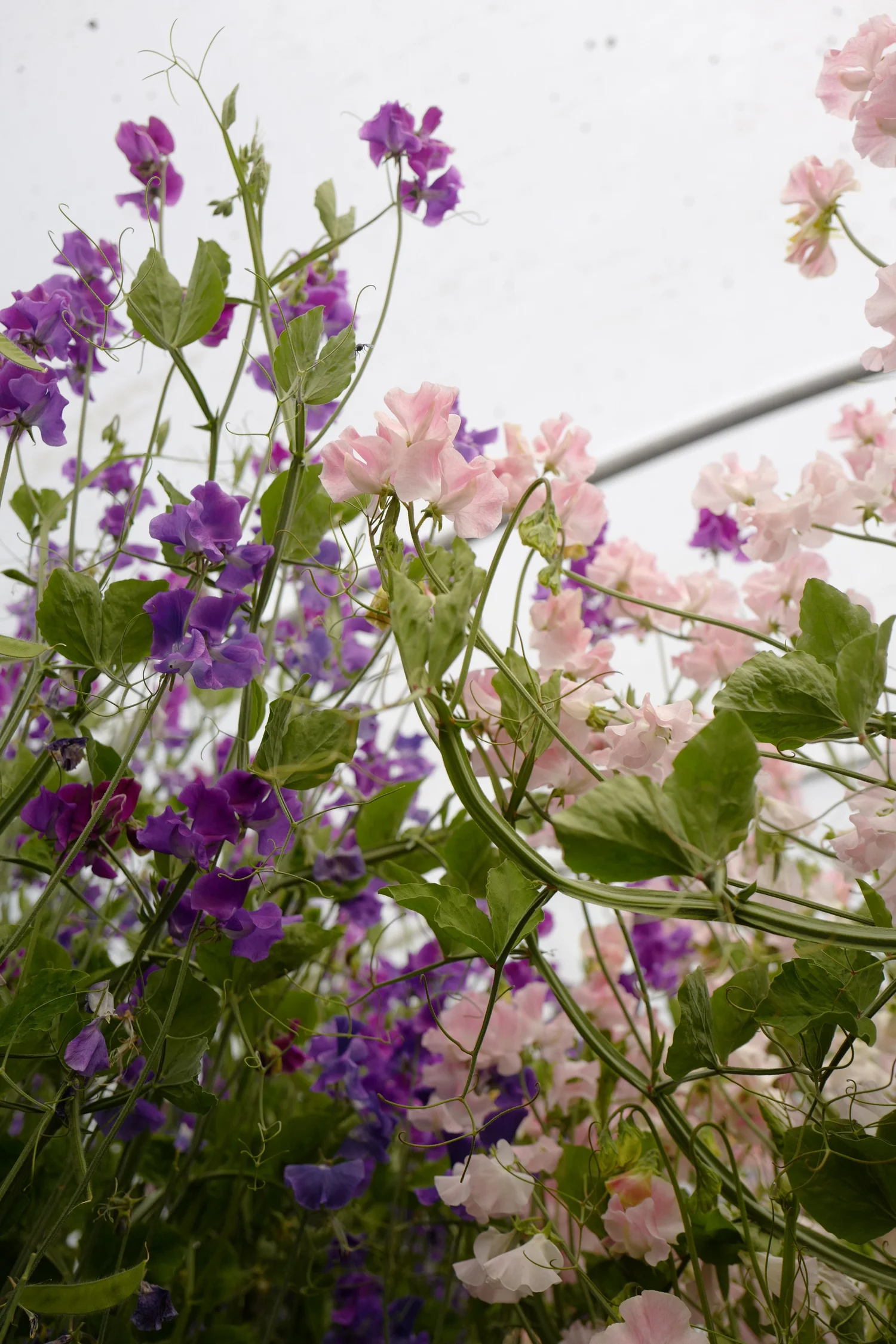 How Does Your Garden Grow? The National Collection of Sweet Peas - In ...