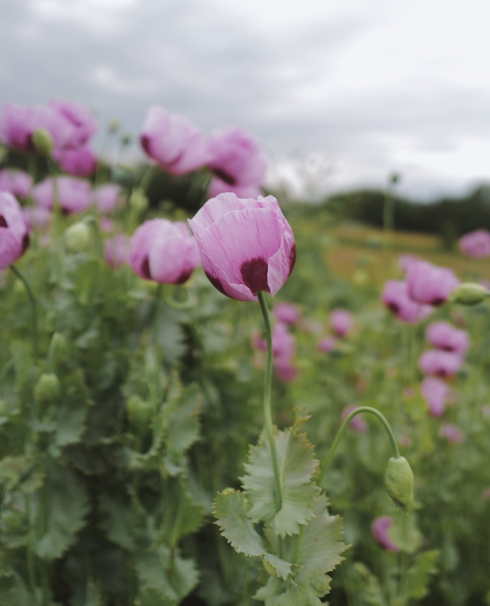 Poppy 'Amazing Grey' — ALMA | PROUST