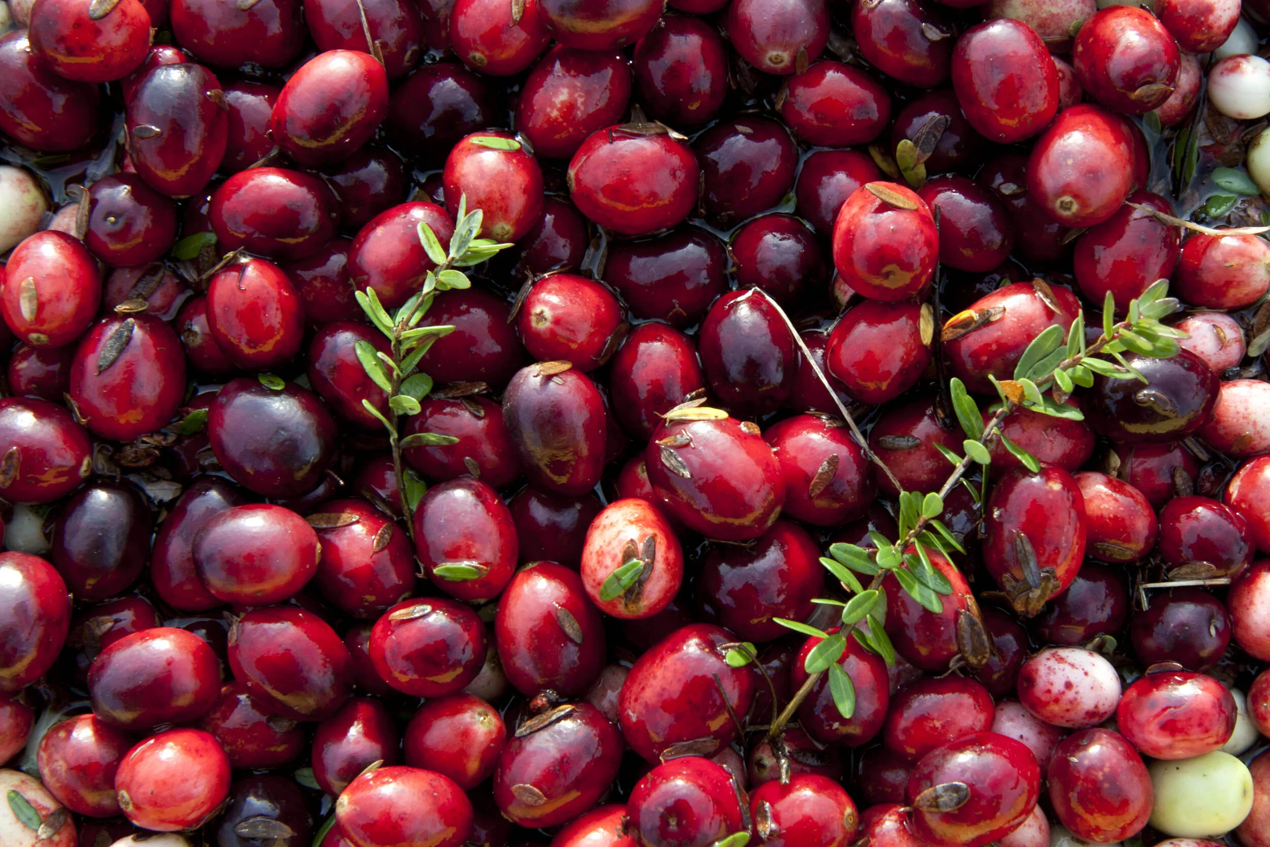 American Berry Company