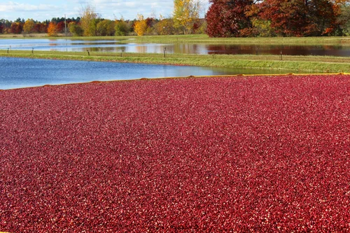 American Berry Company