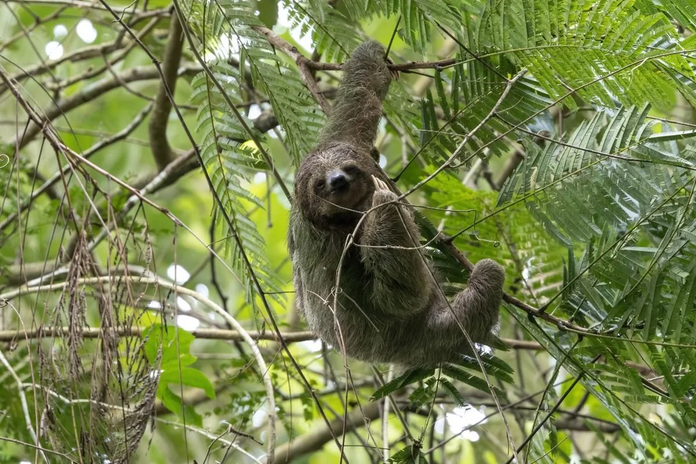 Luna Vida's Green Guide: Sustainable Travel Tips for Costa Rica — Luna Vida