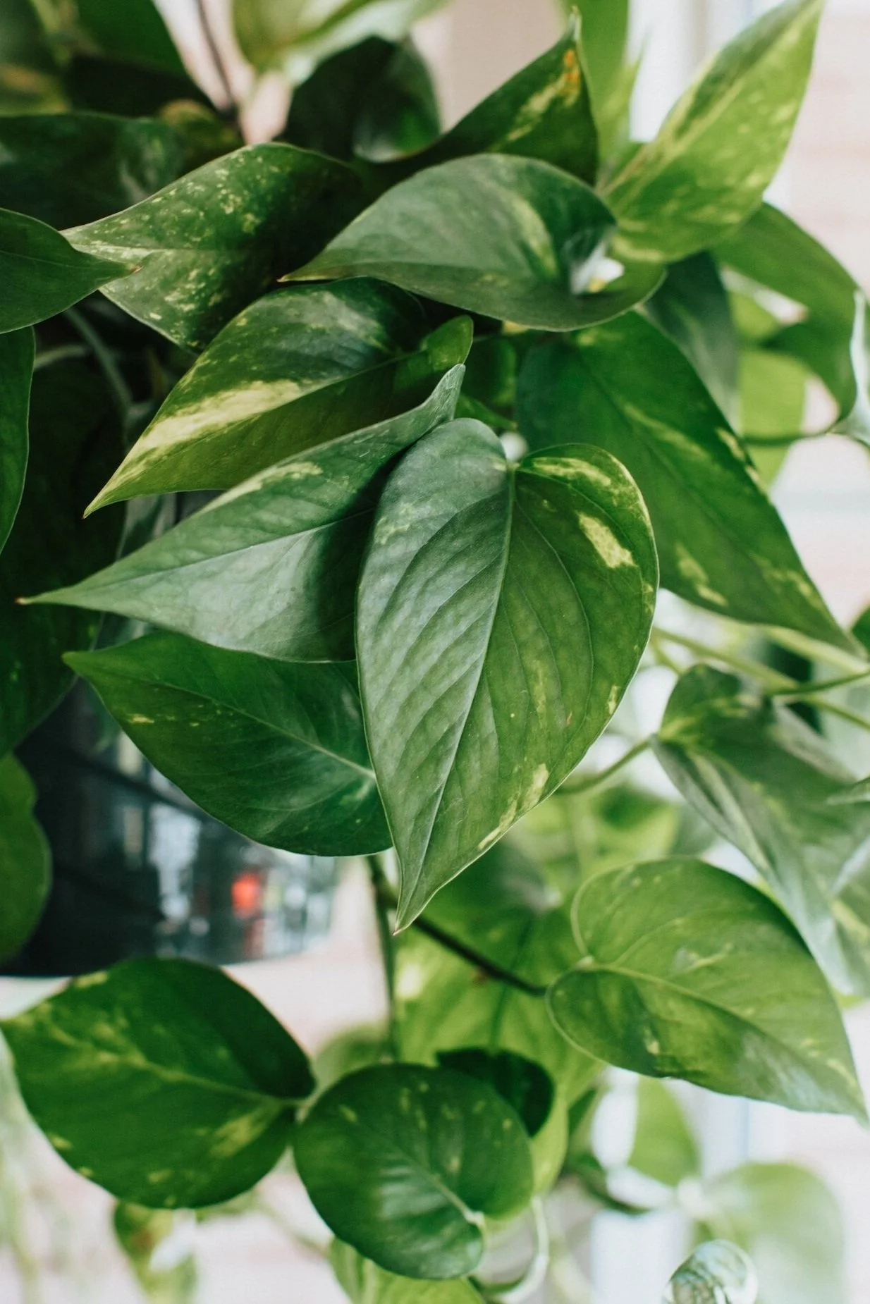 Eleanor Elaine Photography