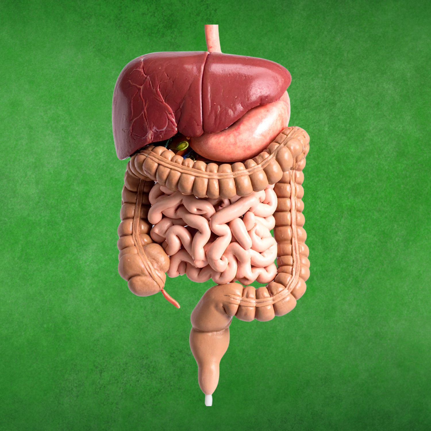 Colon Hydrotherapy in Atlanta | Nile Wellness Center