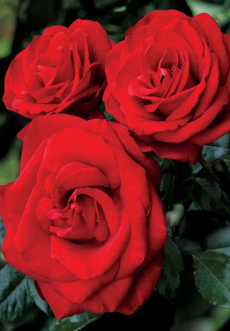 Miracle Body Cream 8oz