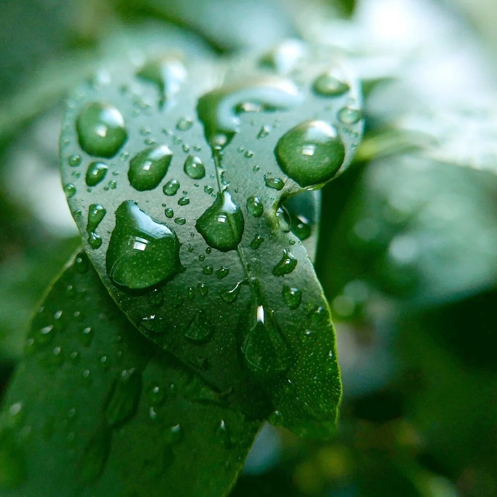 Lessive liquide ou en poudre, comment choisir ? — frais