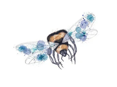 Rachel Corney Illustration