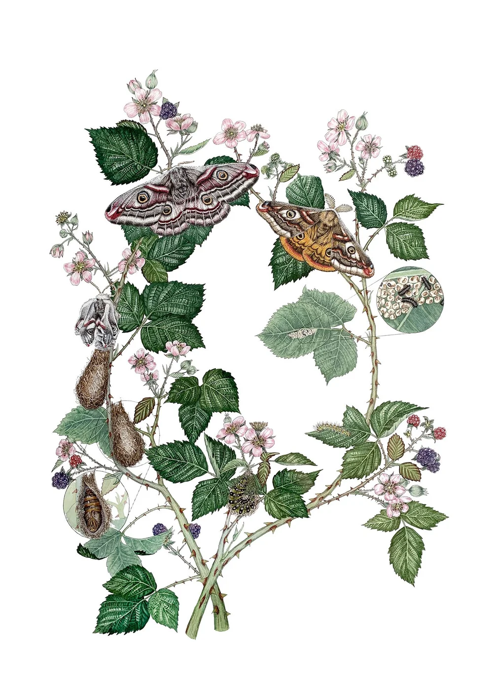 Gallery — Rachel Corney Illustration