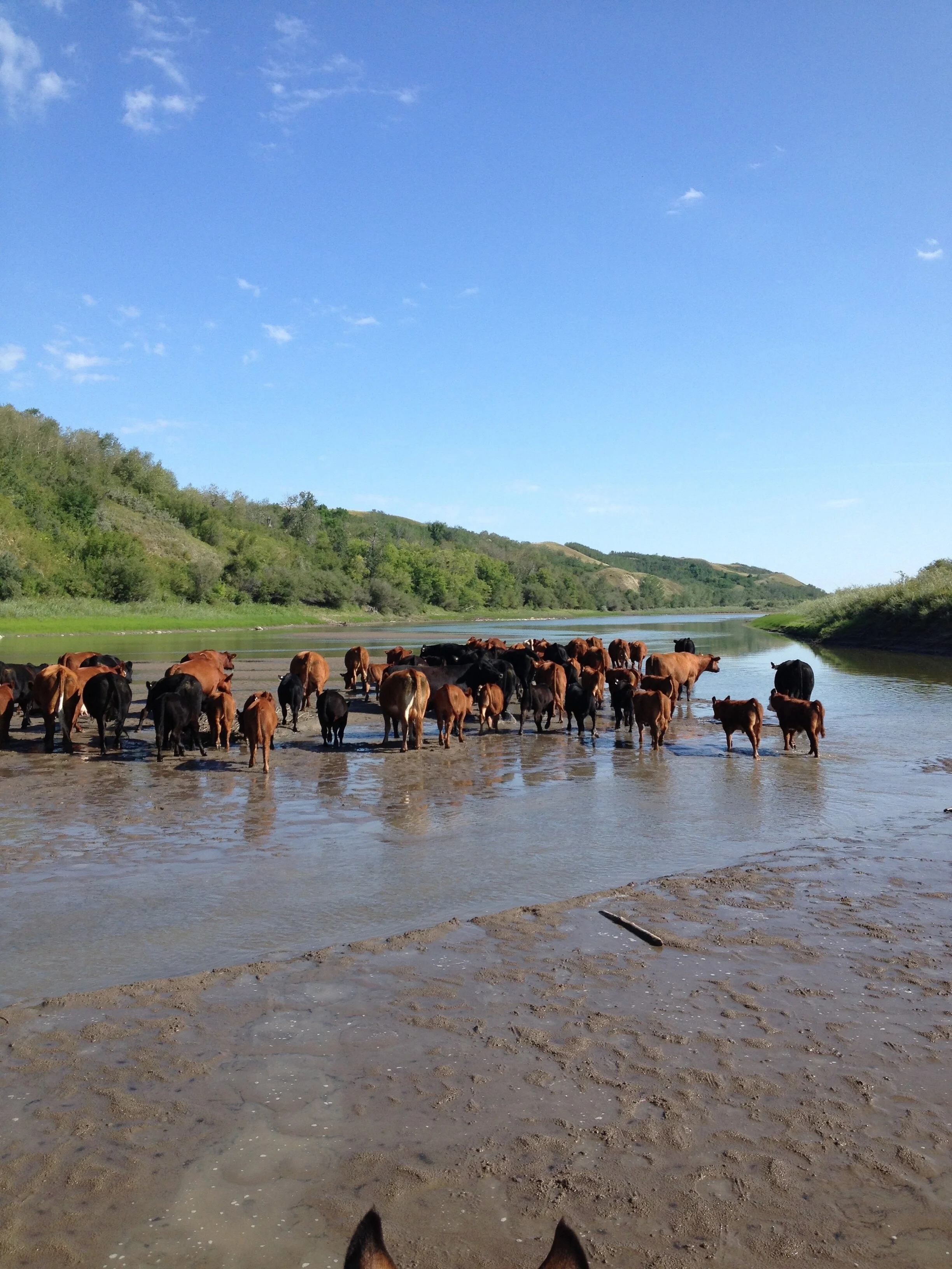 Schedule — Canadian Ranch Roping Association