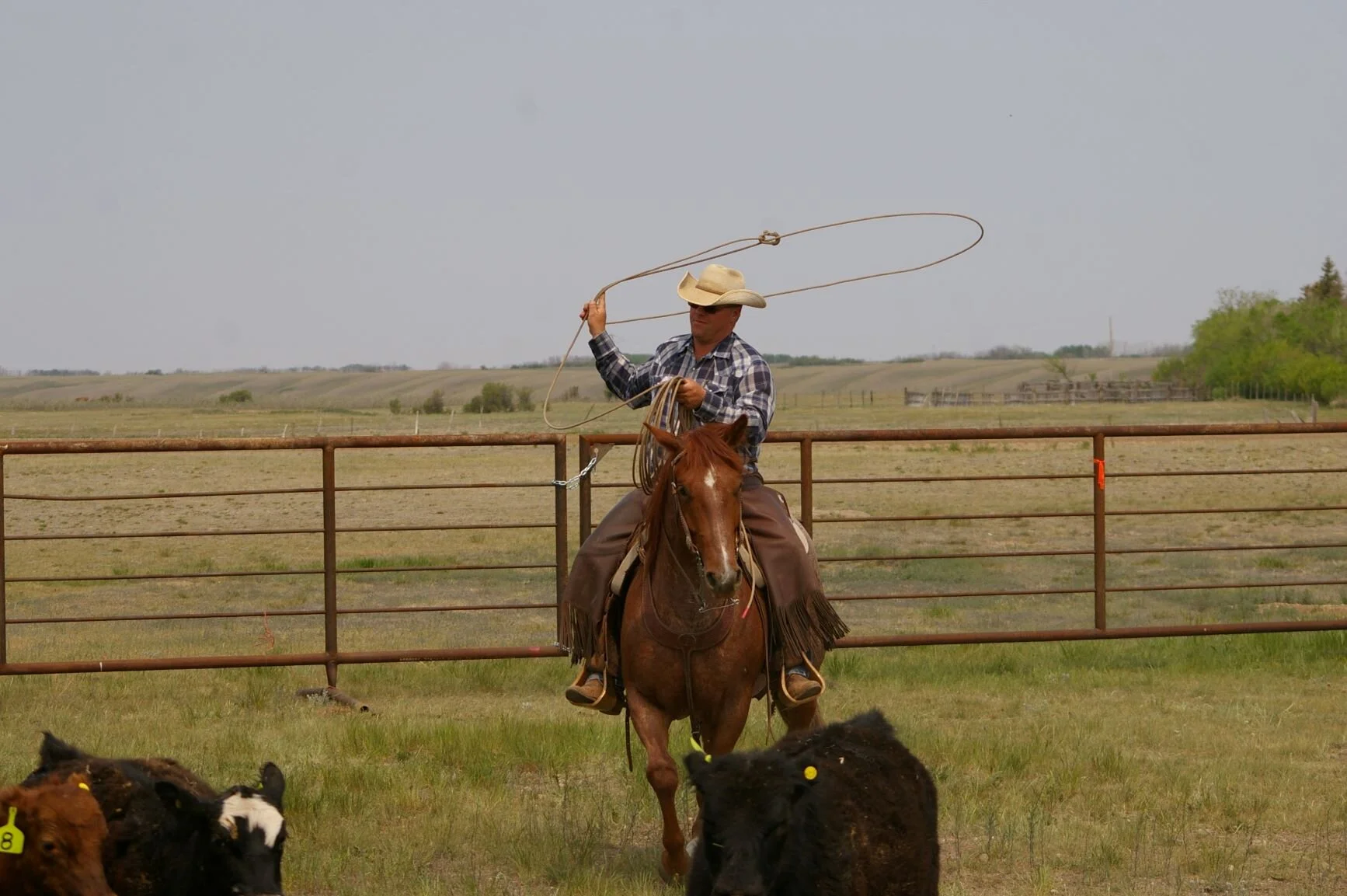 Schedule — Canadian Ranch Roping Association