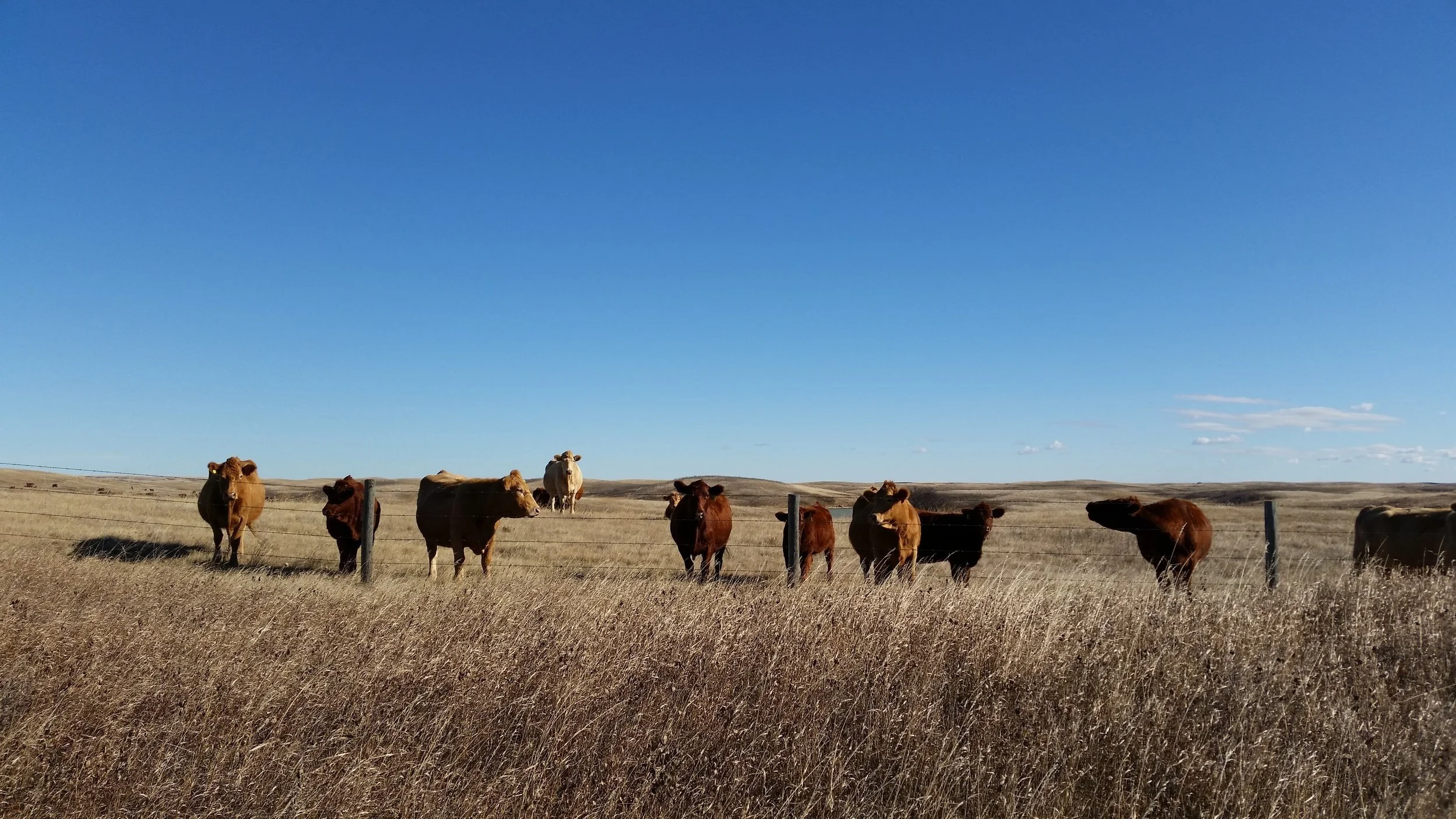 Schedule — Canadian Ranch Roping Association