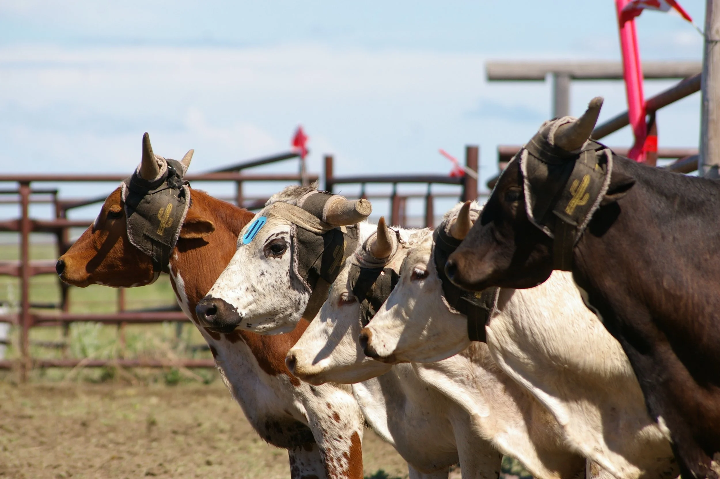 Schedule — Canadian Ranch Roping Association