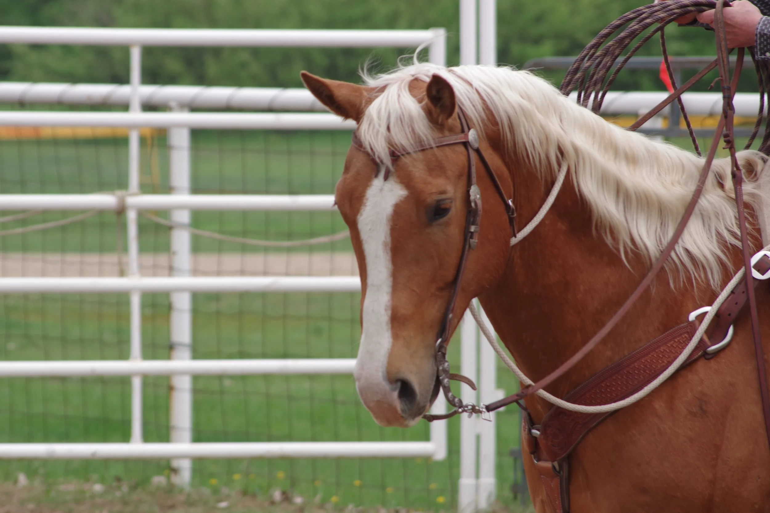 Schedule — Canadian Ranch Roping Association