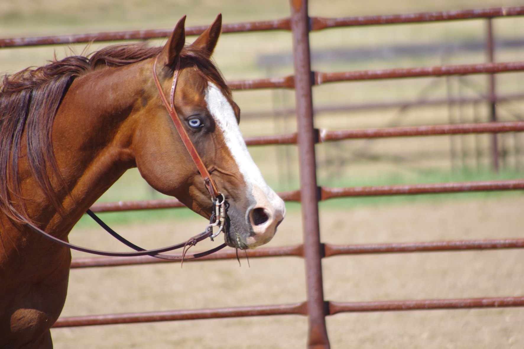 Schedule — Canadian Ranch Roping Association