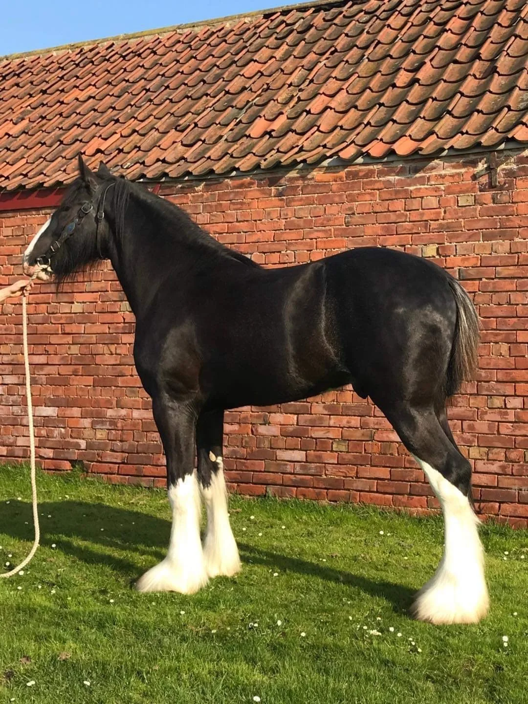 Westfield Gambler — Landcliffe Shires