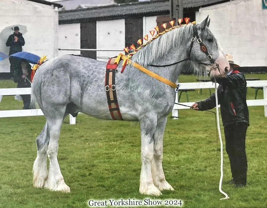 Grey Shire Stallion Shire | Horse Breed | Star Stable