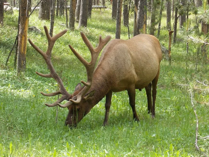 Wildlife Watch — Wild Aware