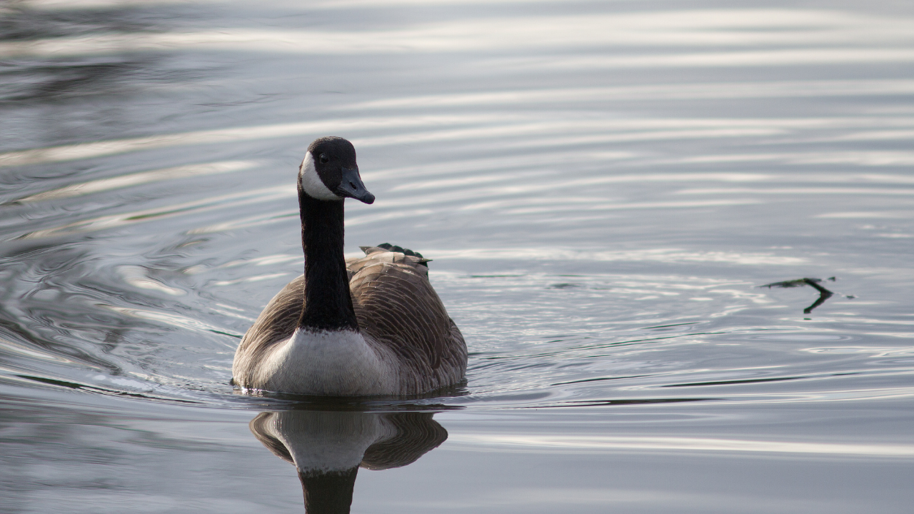 Wildlife Podcasts — Wild Aware