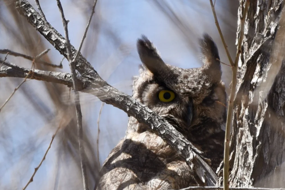 Field Studies — Wild Aware