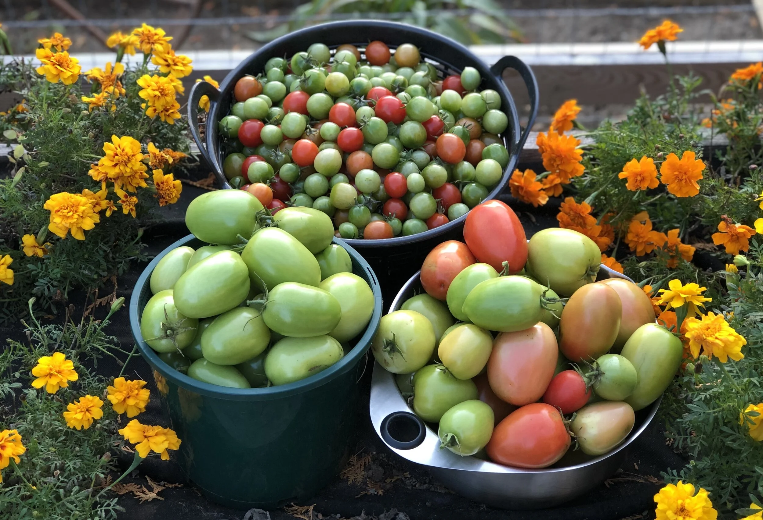 Great Green Tomato Experiment — Plant Dreams LLC