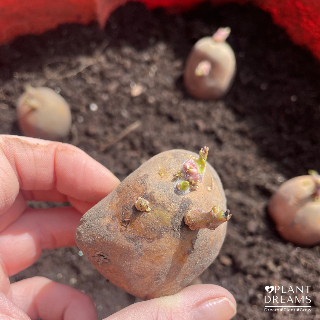 One Potato, Two Potato — Plant Dreams LLC