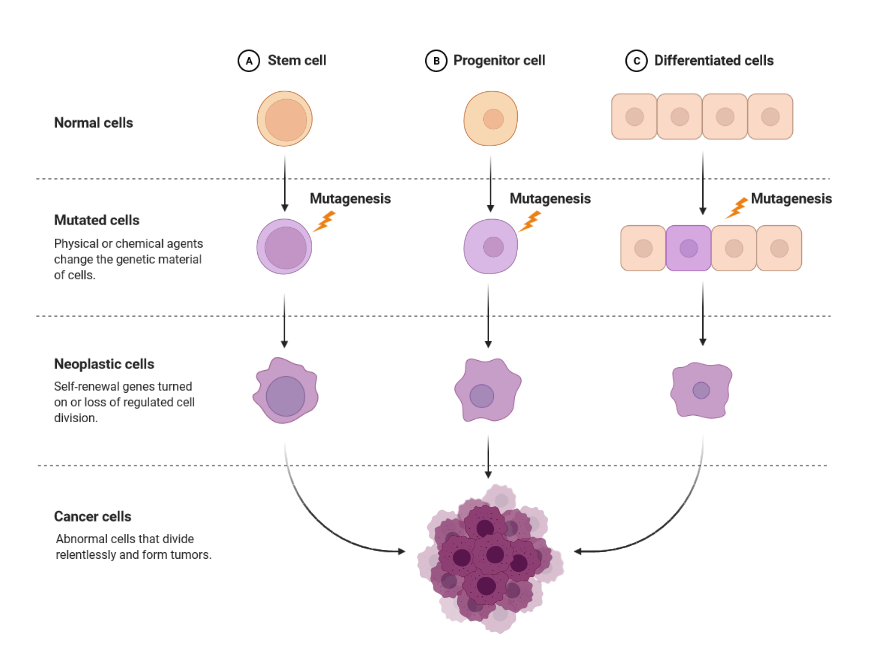 Understanding Tumor Mutational Burden (TMB) — BLOODPAC