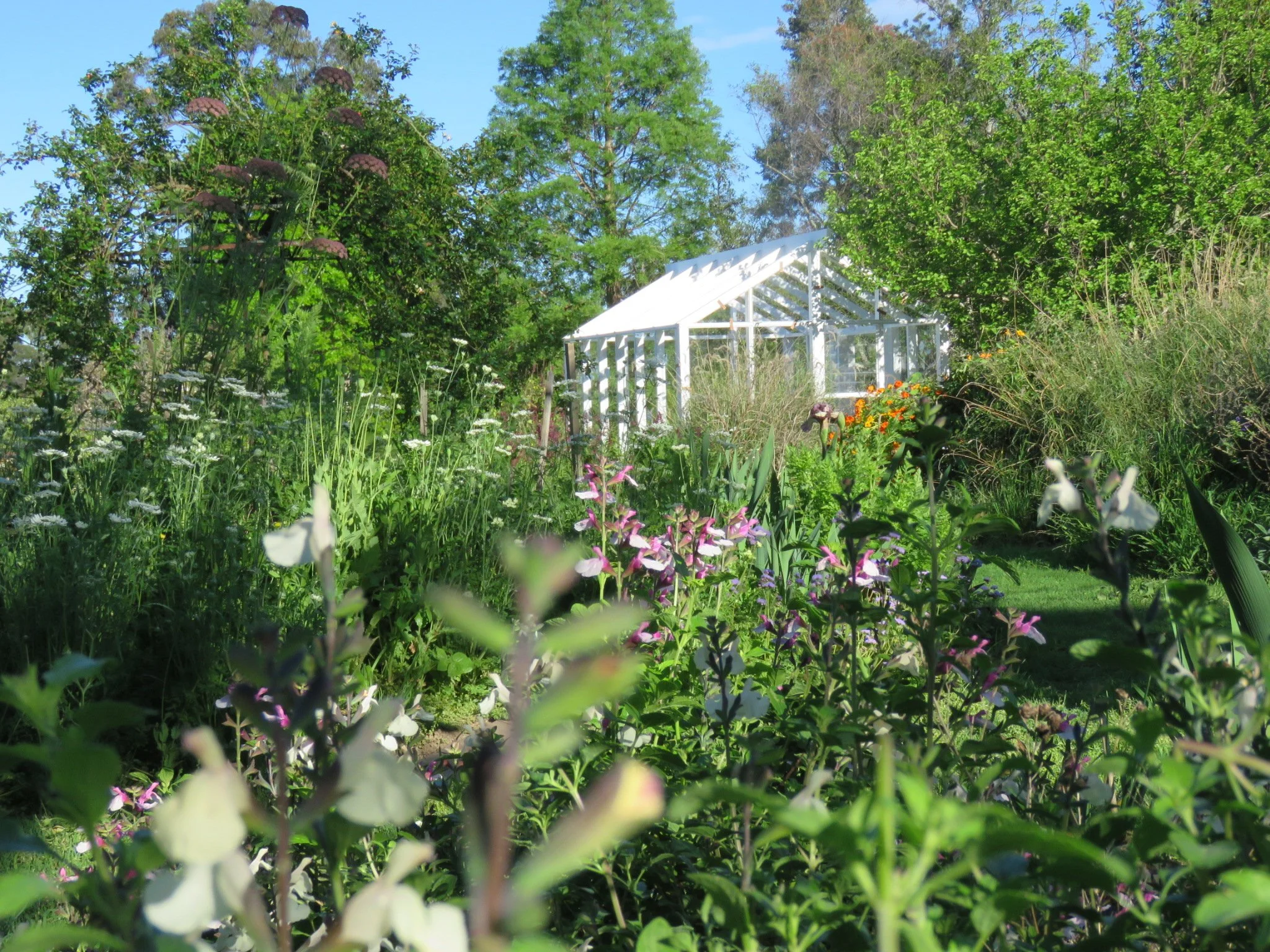 Buy Salvia Plants Online | Parker’s Perennials