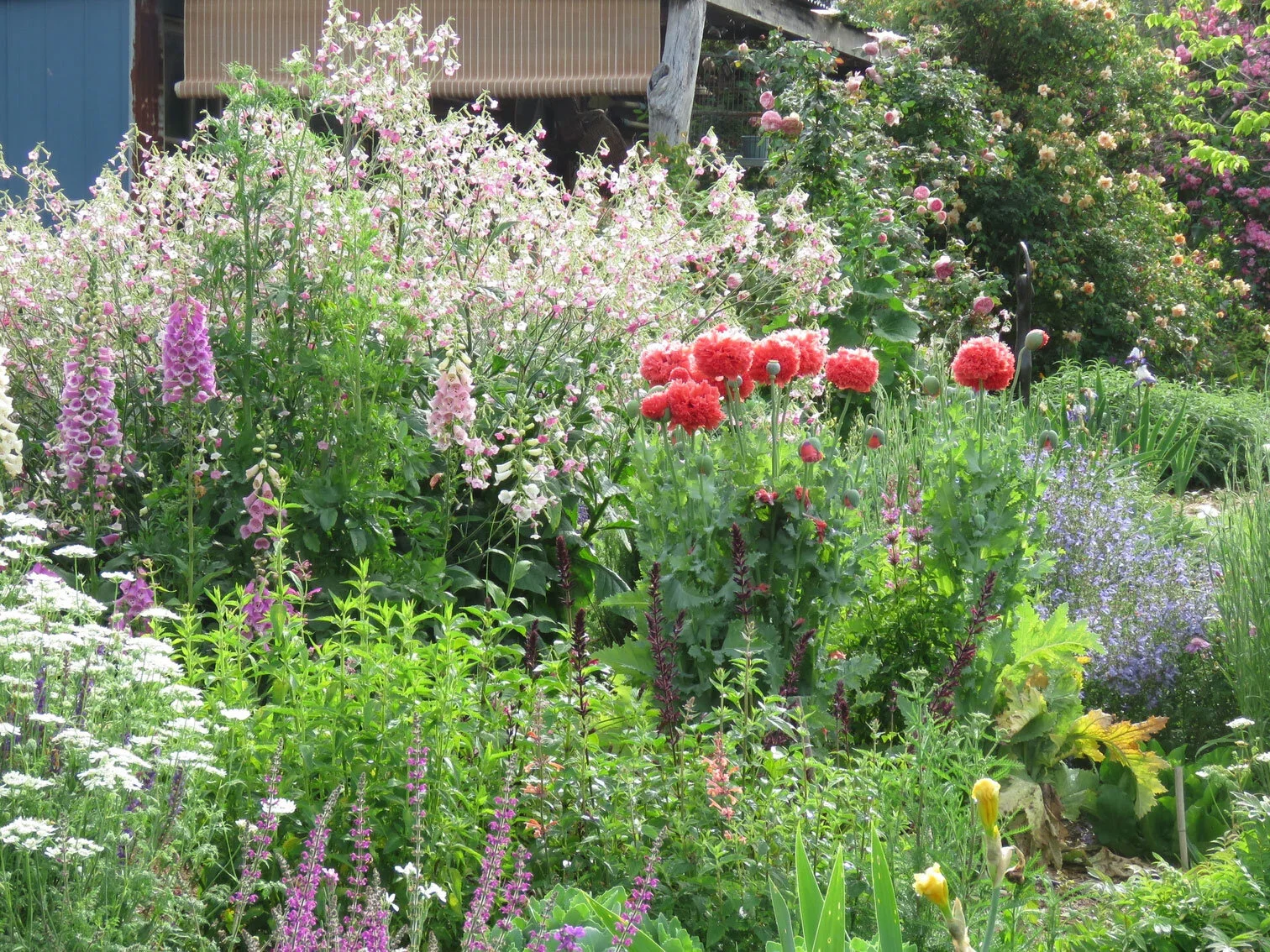 Buy Salvia Plants Online | Parker’s Perennials