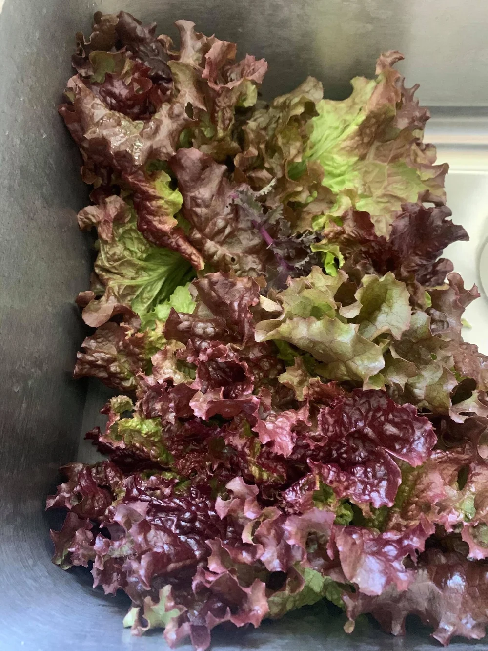 Red Leaf Lettuce Recipe
