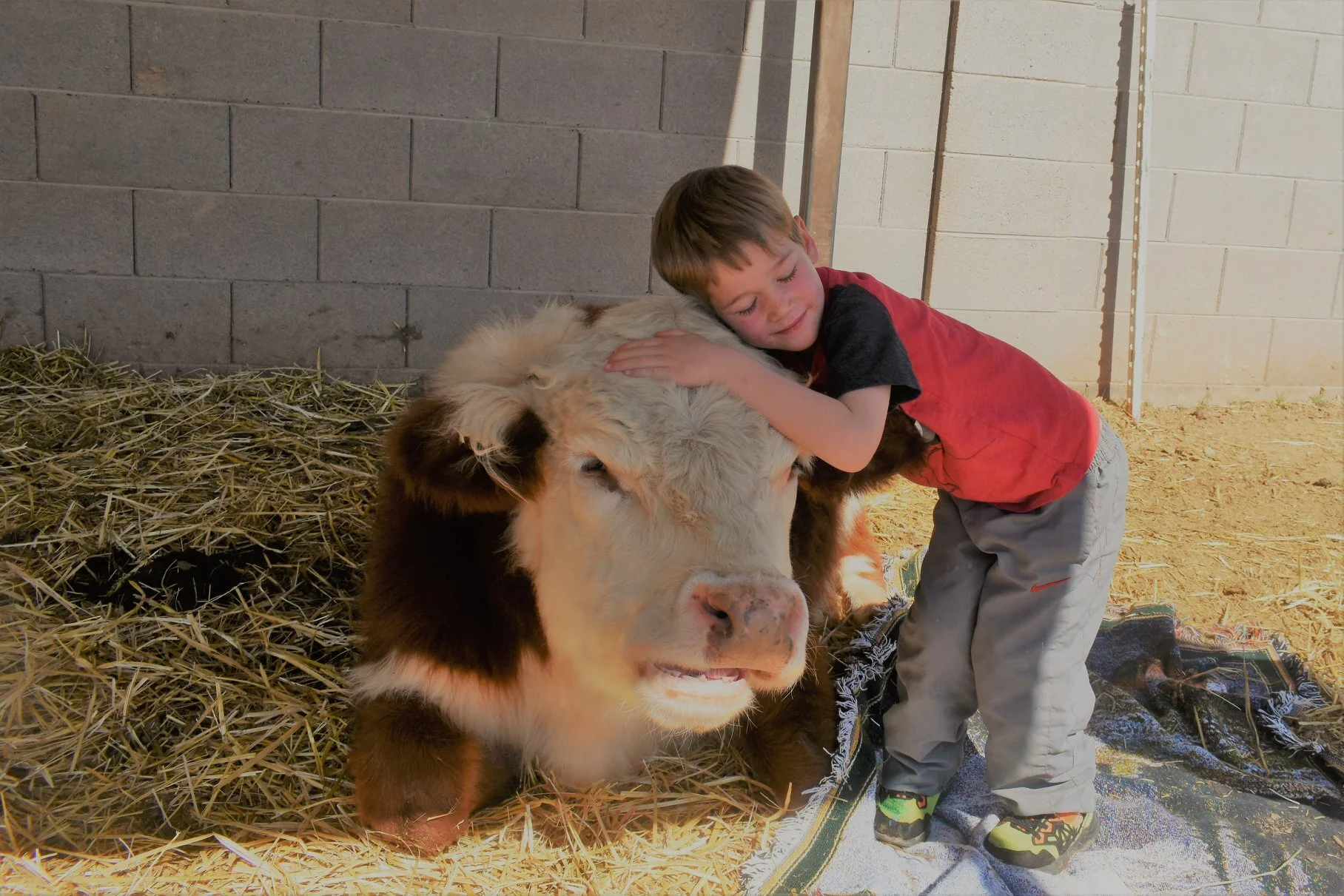 Aimee's Farm Animal Sanctuary