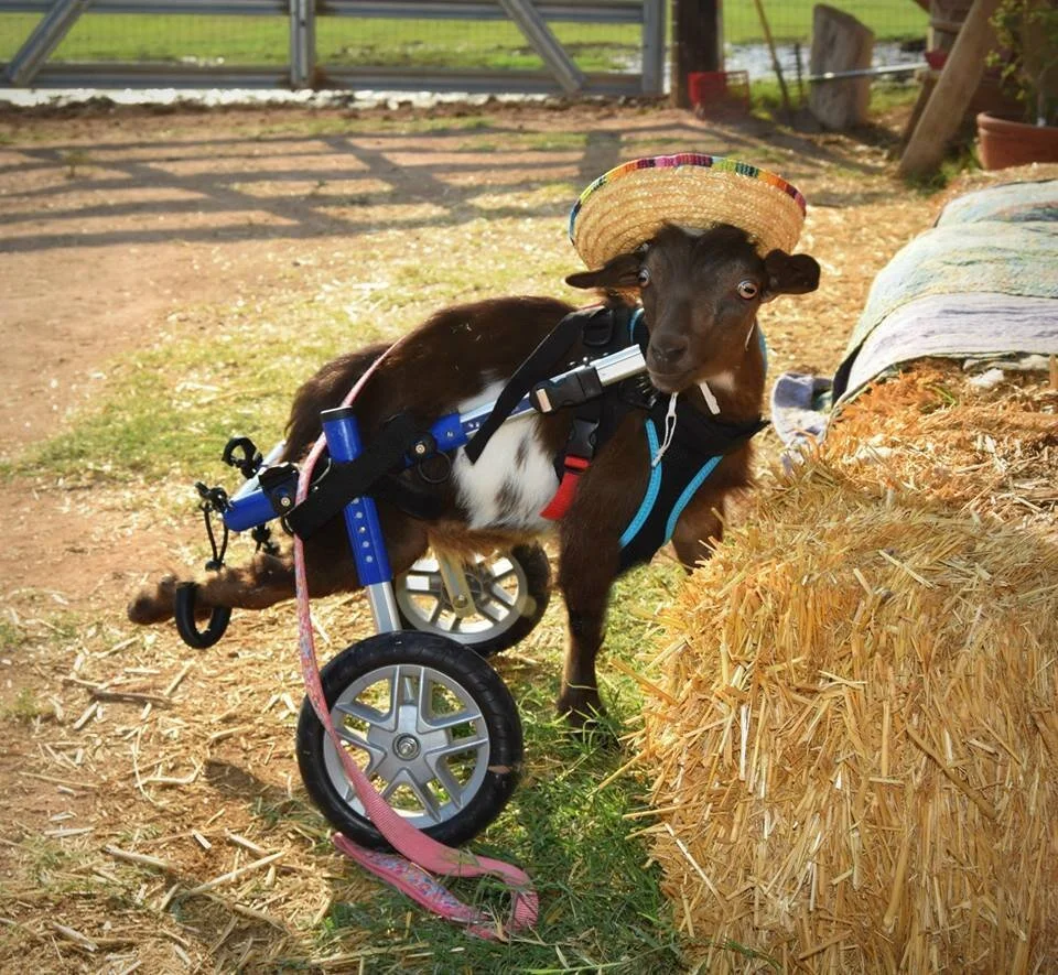 Aimee's Farm Animal Sanctuary