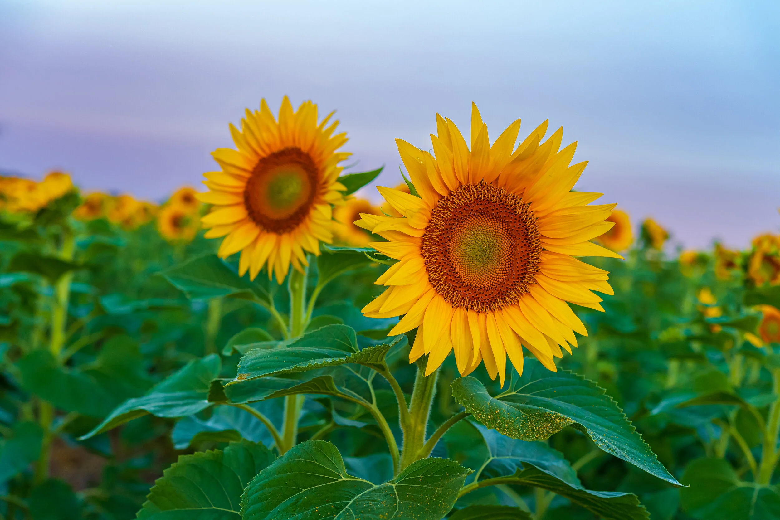 Services — Starobin Counseling, LLC