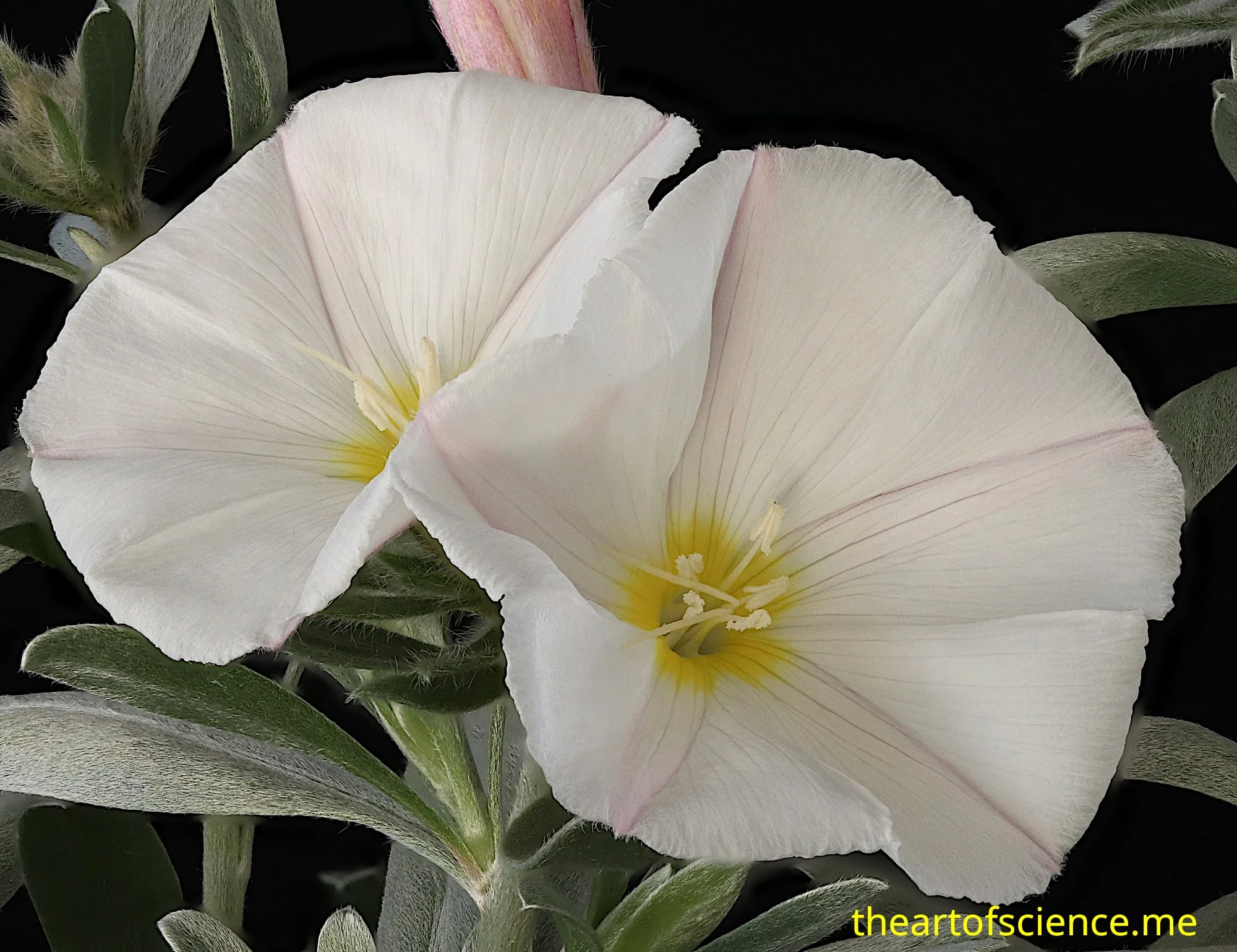 Convolvulus Cneorum an open and shut case. — The Art of Science