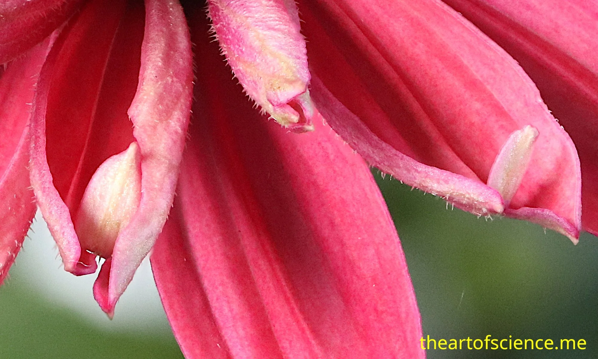 Ray flowers burst into action on my Echinacea plant. Disc floret buds ...