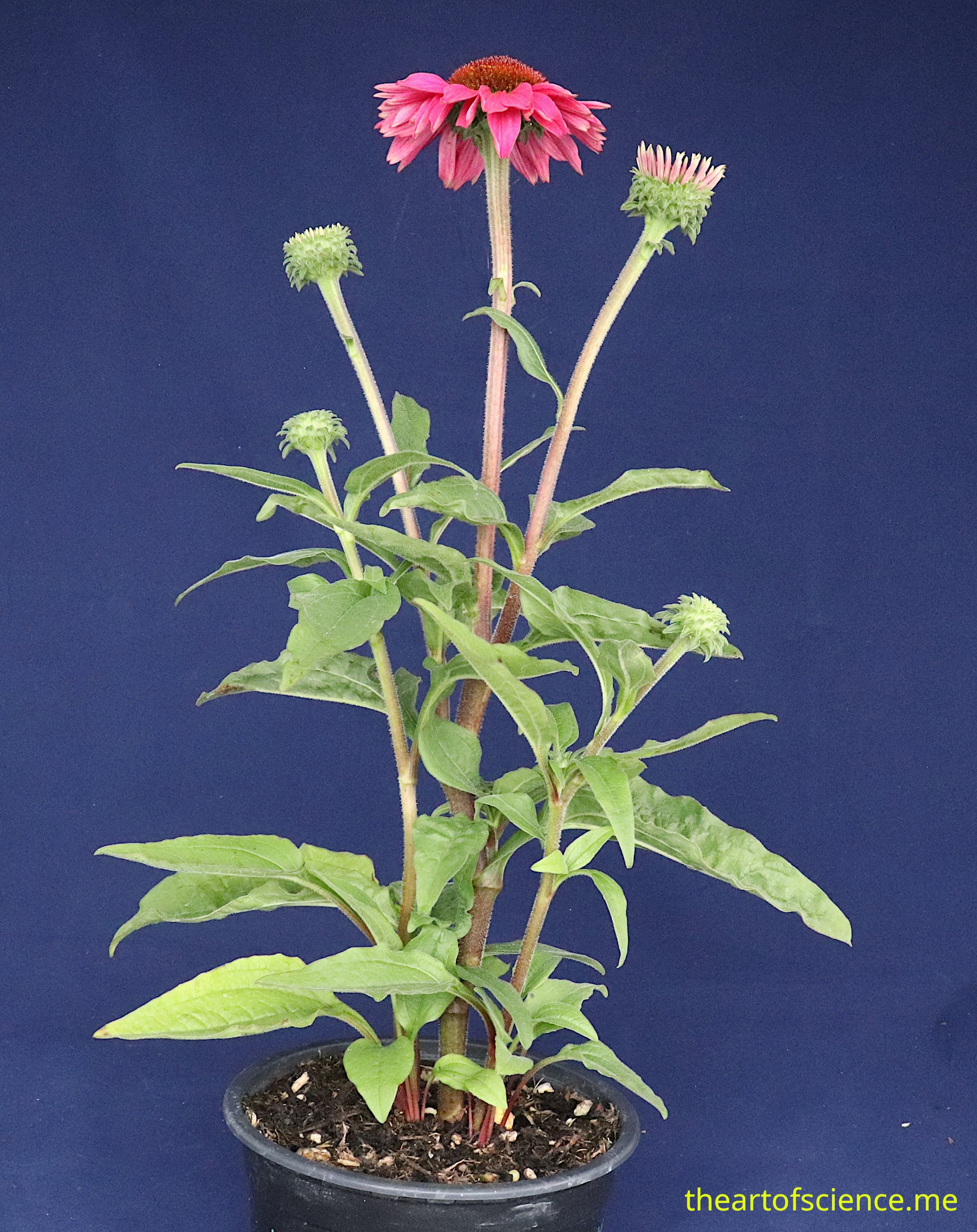 Echinacia Purupurea, from bud to flower. — The Art of Science