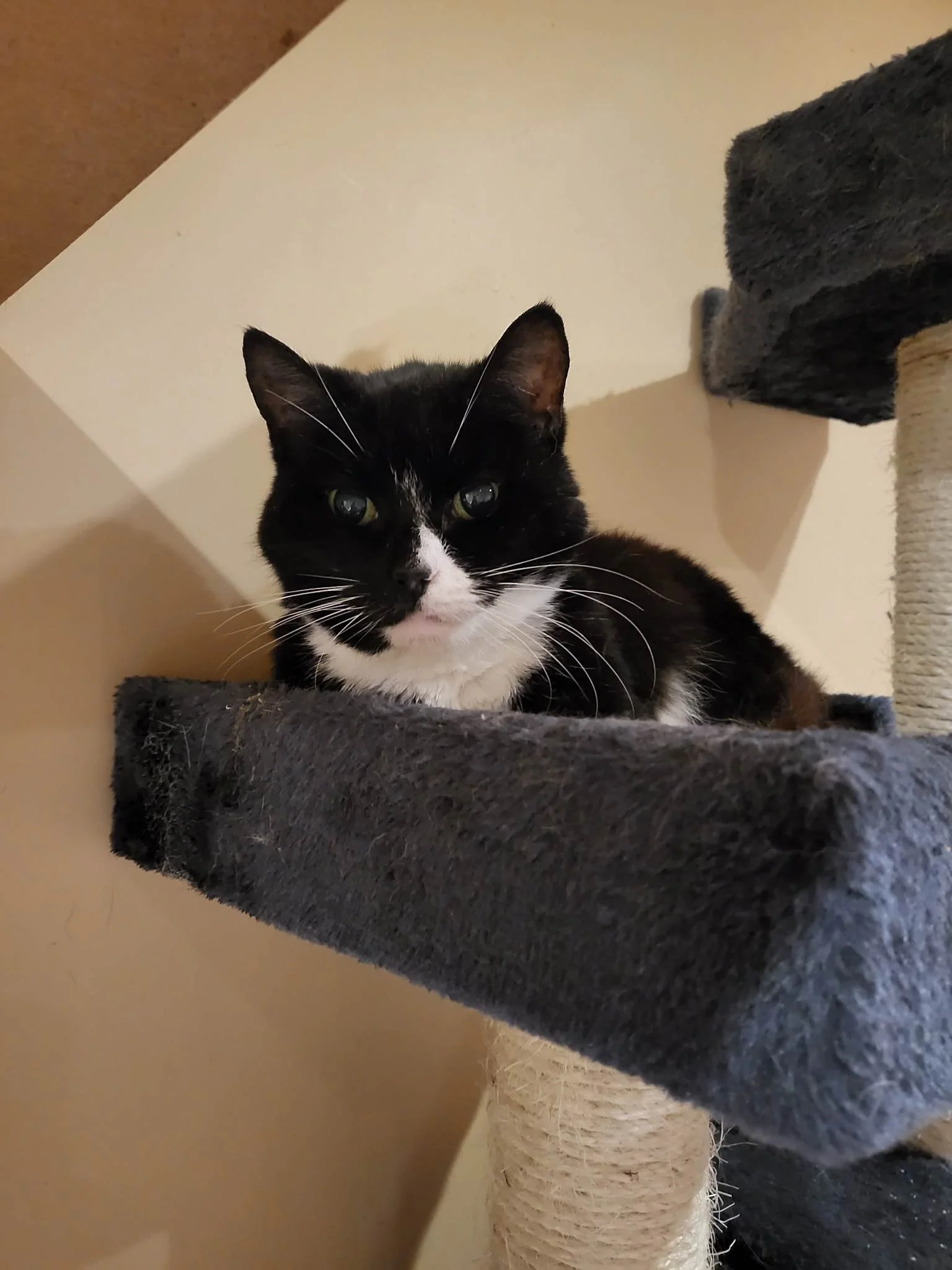 Our Cats and Kittens — RSPCA Cat Rehoming Hub