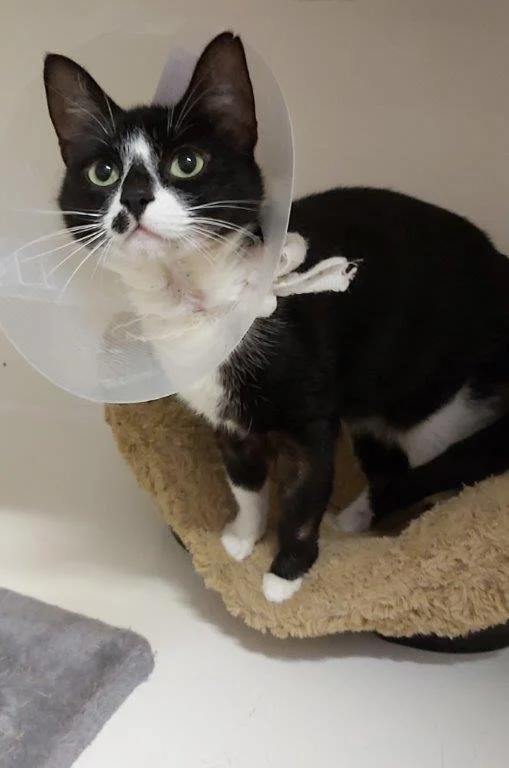 Saving Money While Still Caring For Your Cat -Eight Top Tips — RSPCA ...