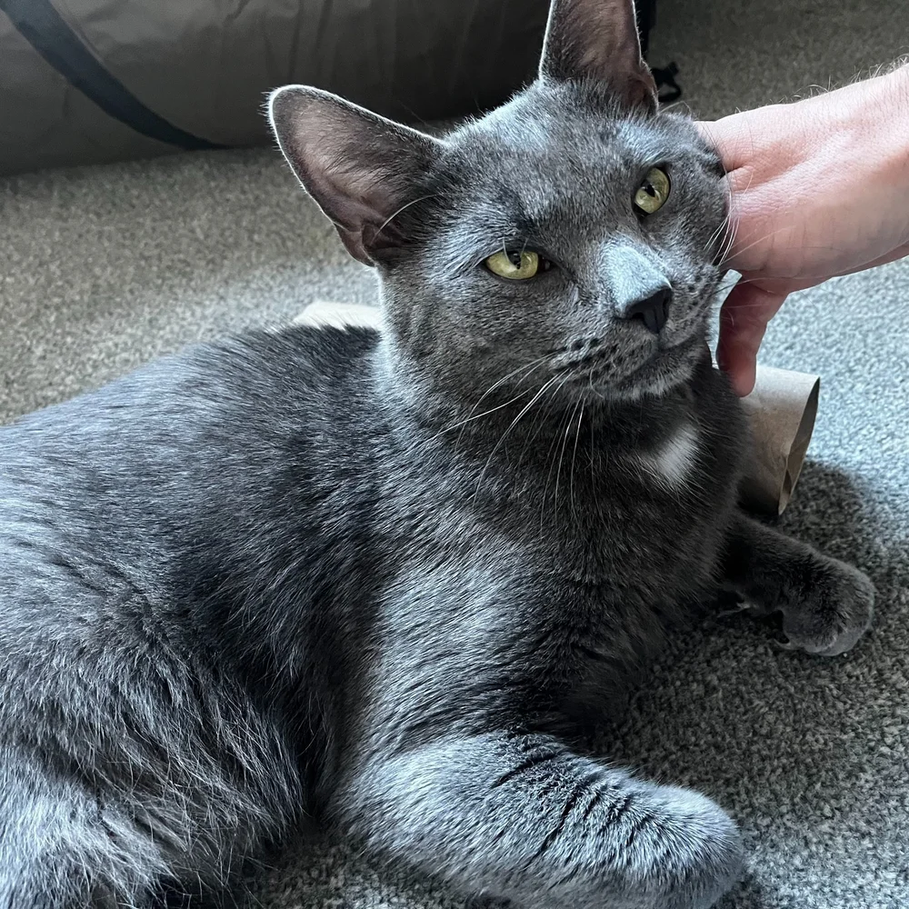 RSPCA Cat Rehoming Hub