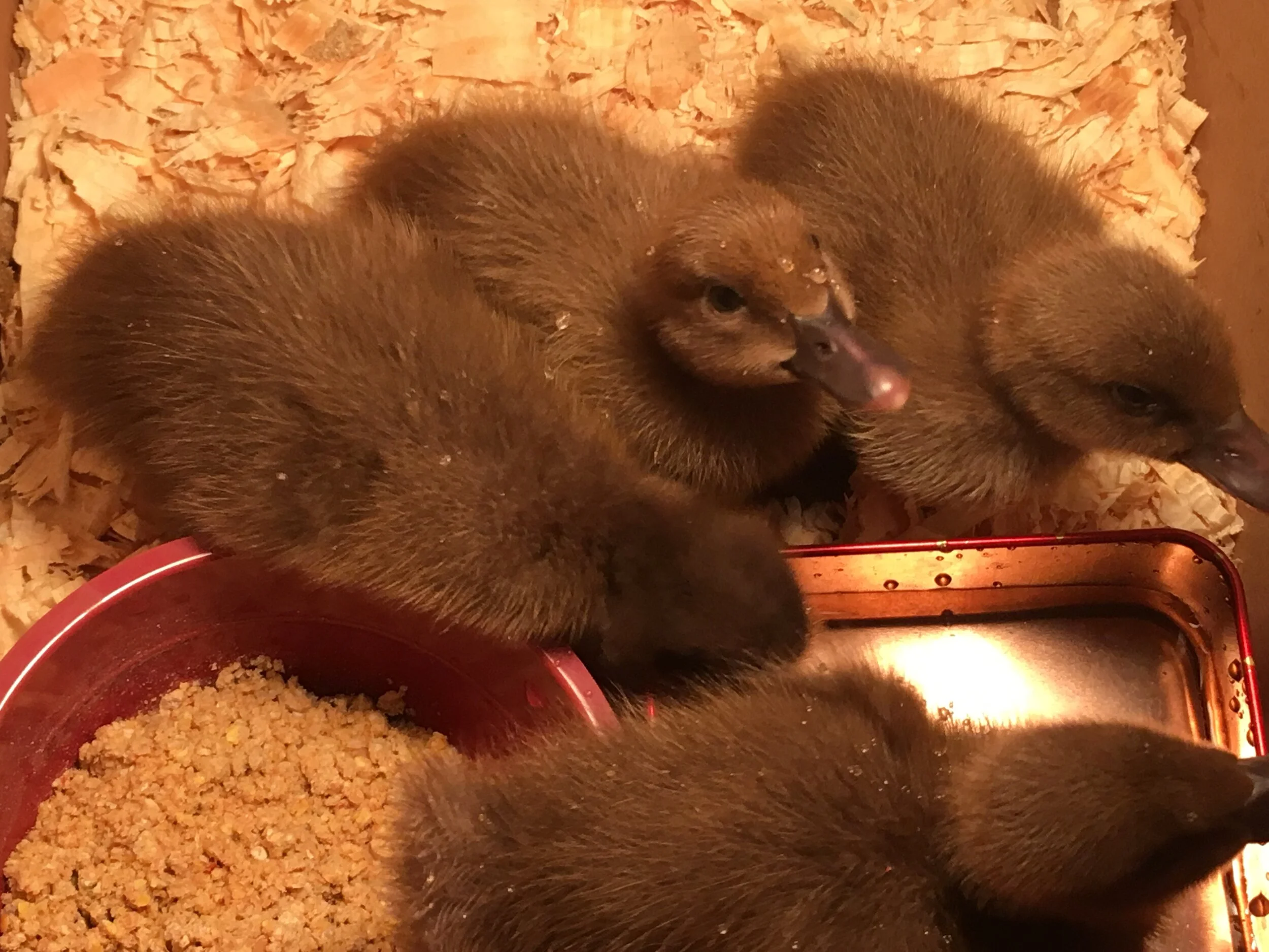 Gallery 3 — Taproot Sanctuary