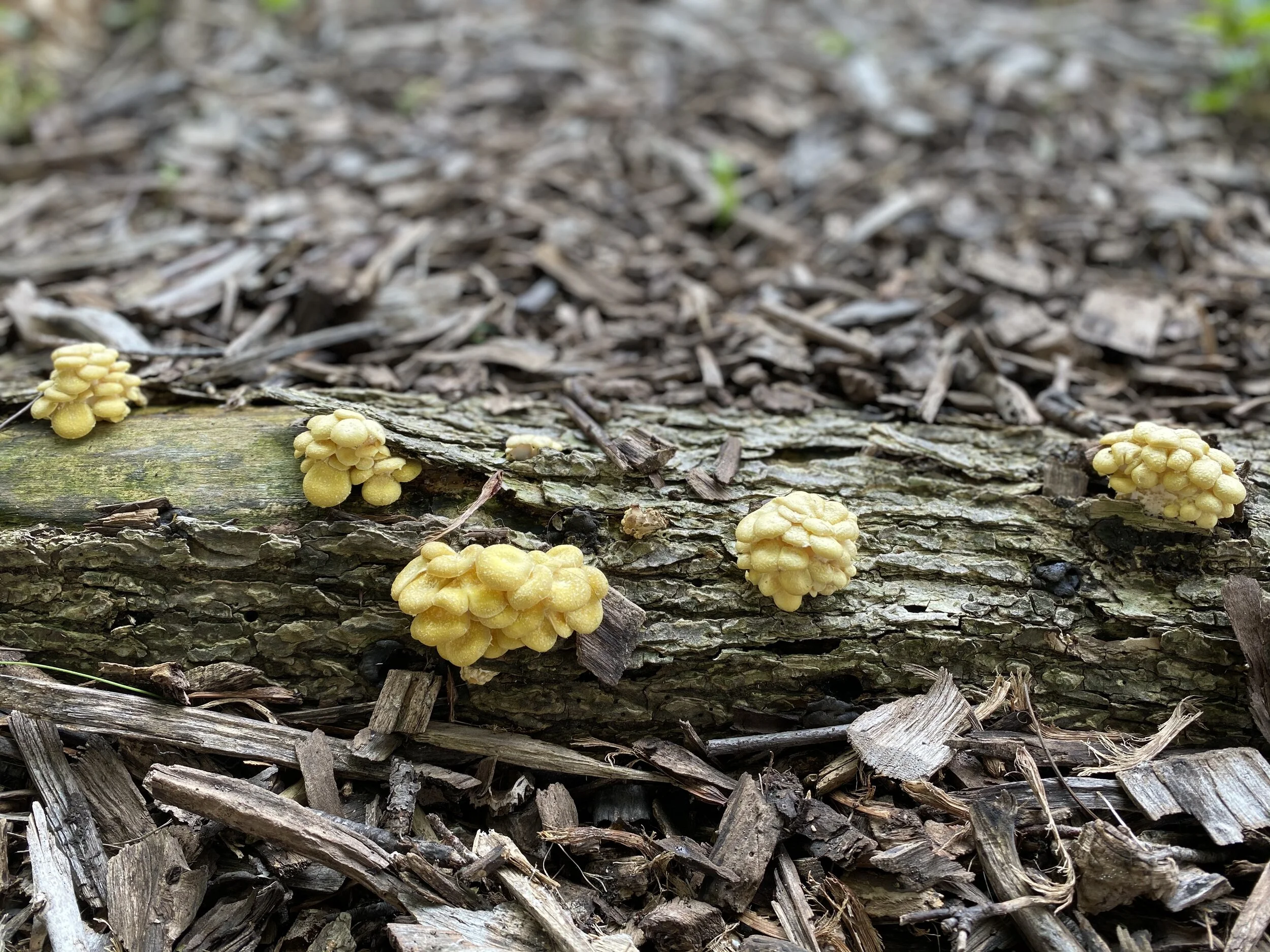 Vision & Values — Taproot Sanctuary