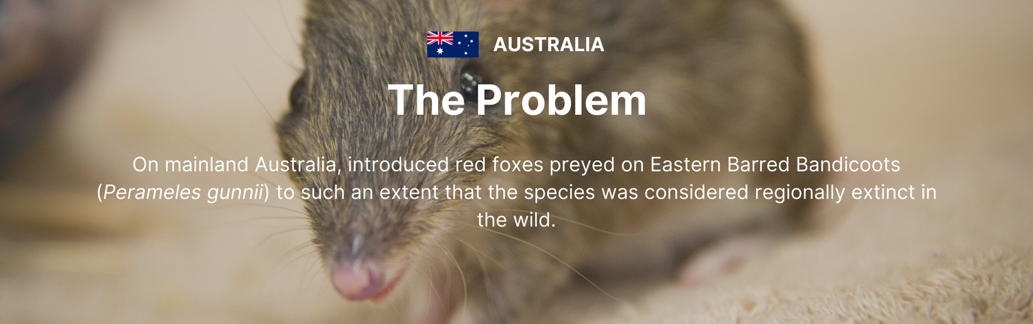 Bringing the Eastern Barred Bandicoot Back from the Brink — Reverse the Red