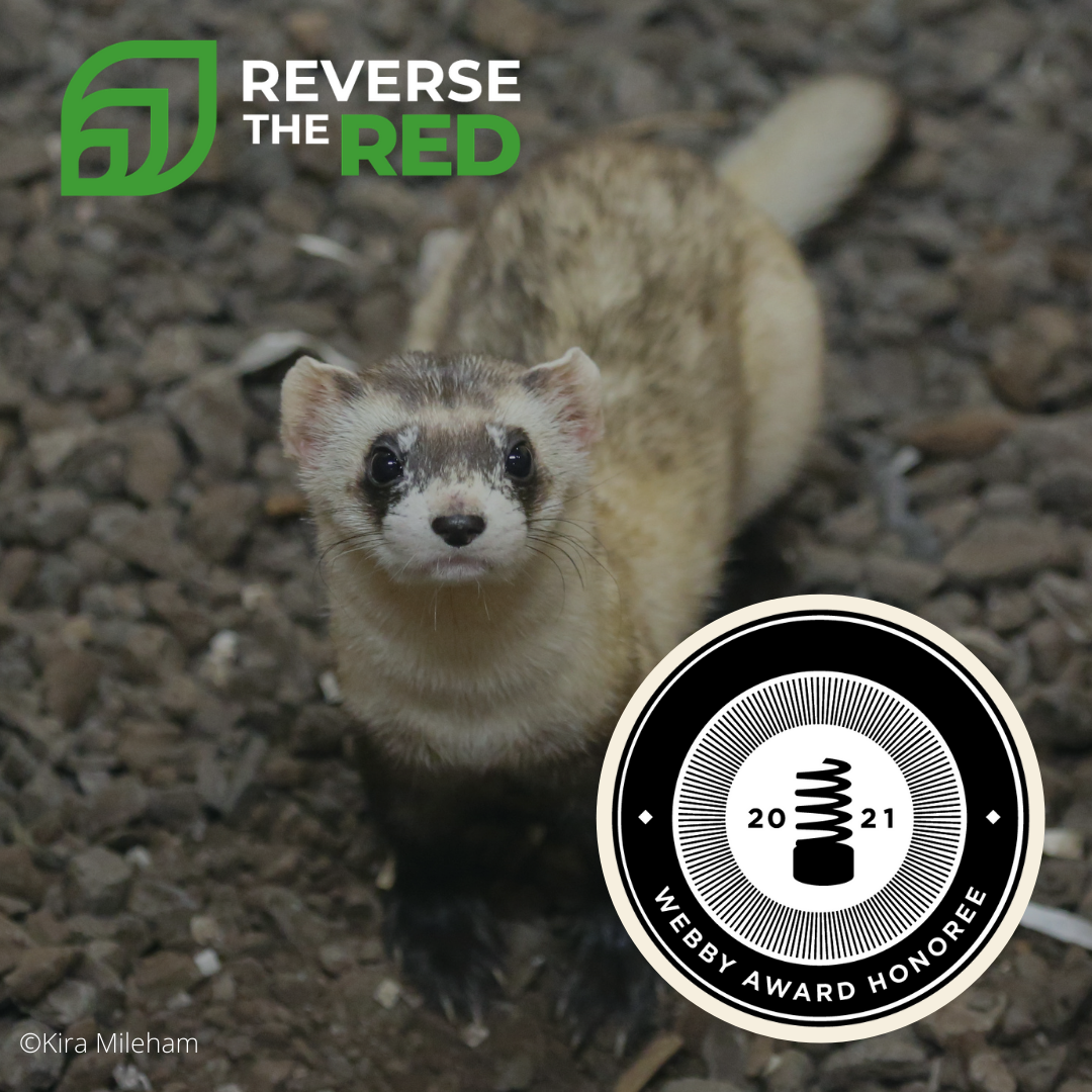 Mobilizing a Network and Winning a Webby! — Reverse the Red