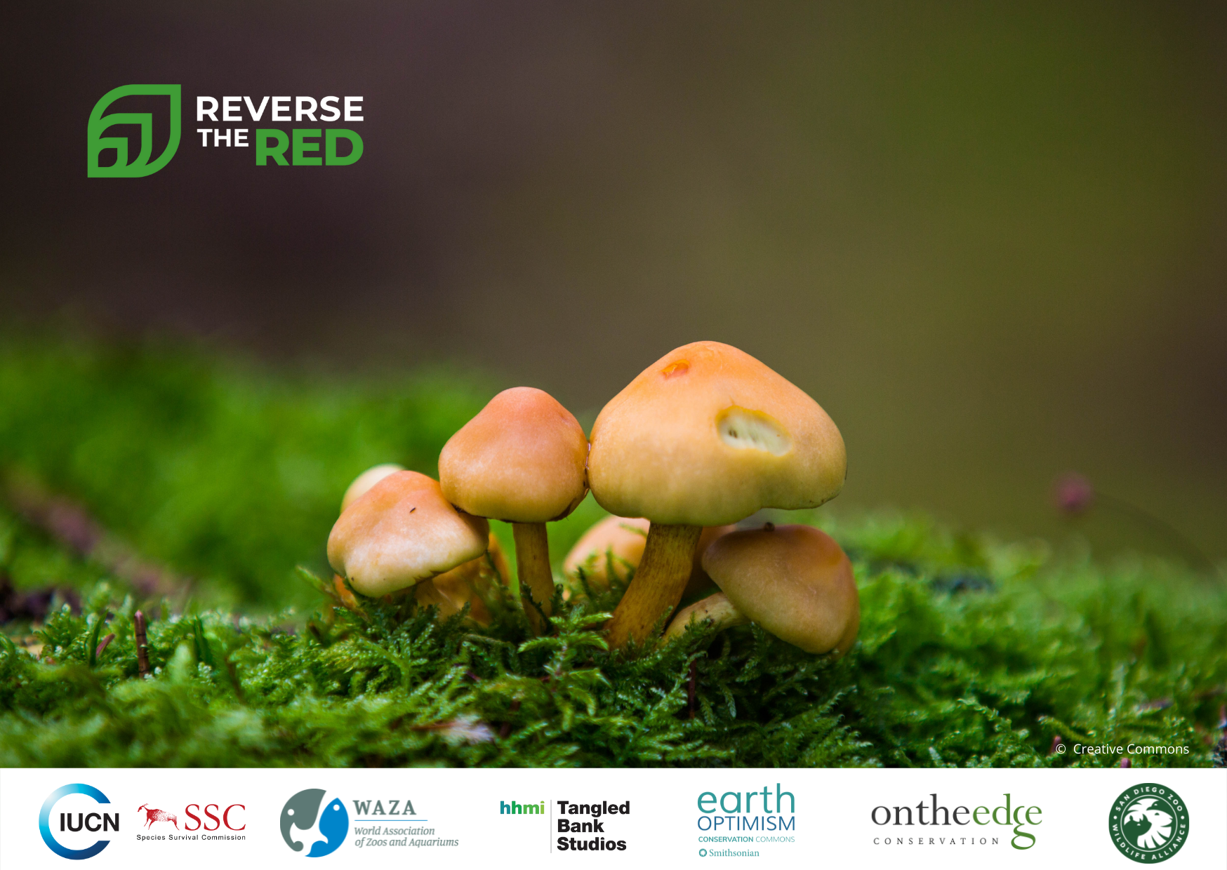 Reverse the Red - Revertir el Rojo - Inverser le Rouge