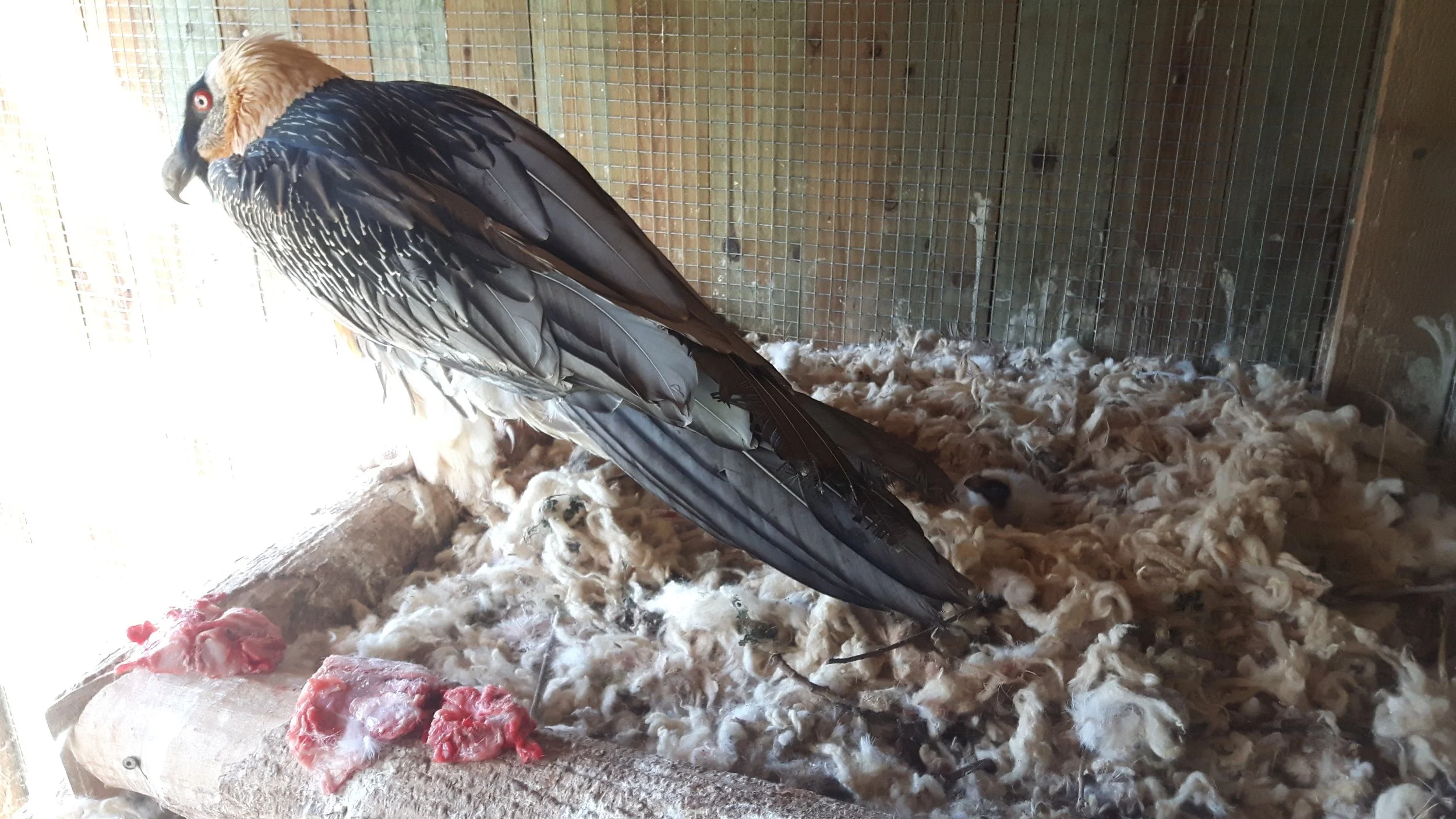 Reintroduction of Bearded Vultures in Europe — Reverse the Red